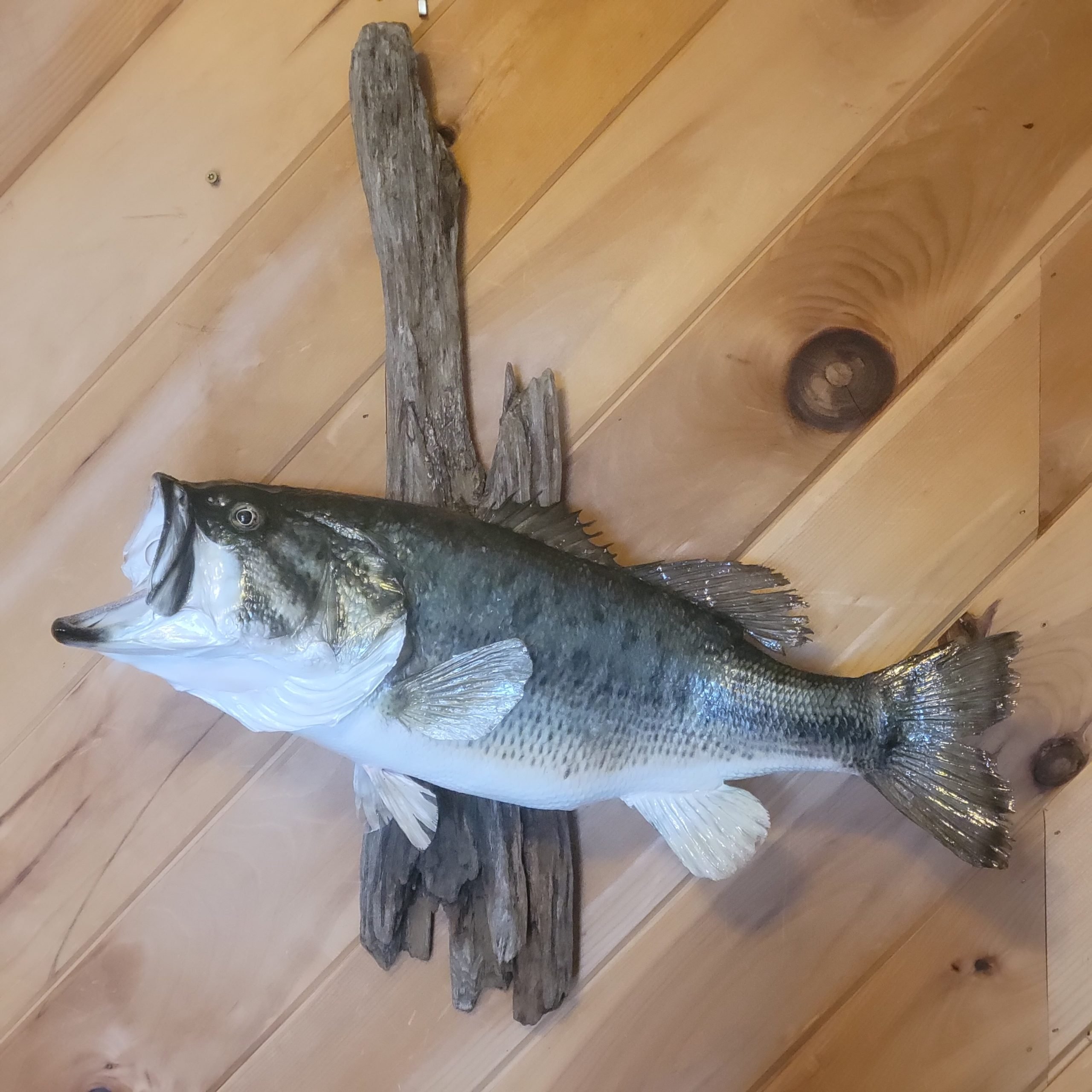 Silver salmon Fish mount - Buy Silver salmon Fish mount Online