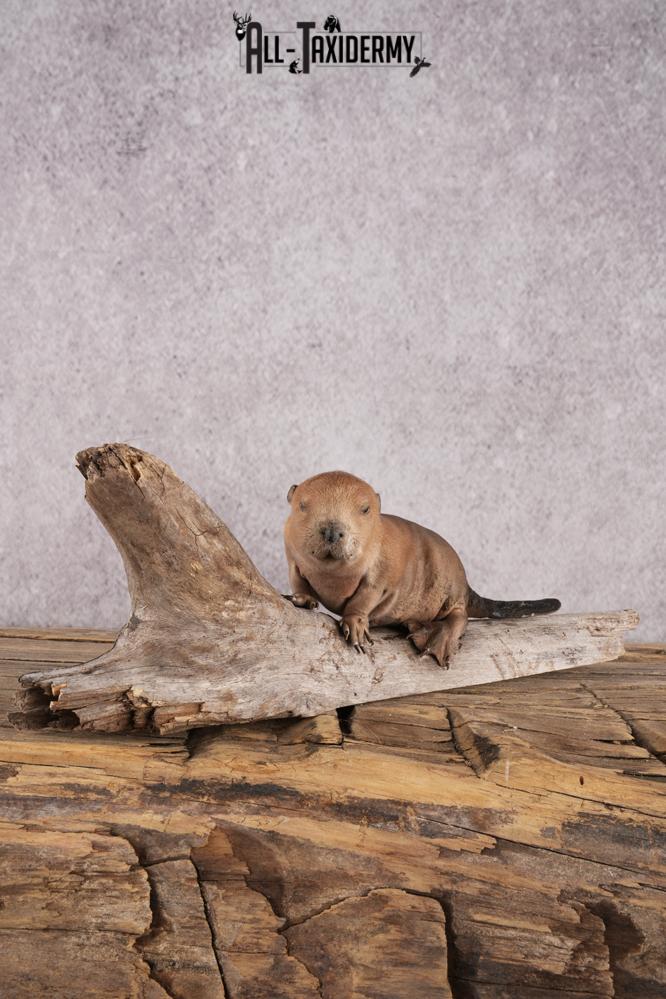 Beaver Mount - Buy Beaver Mount Online