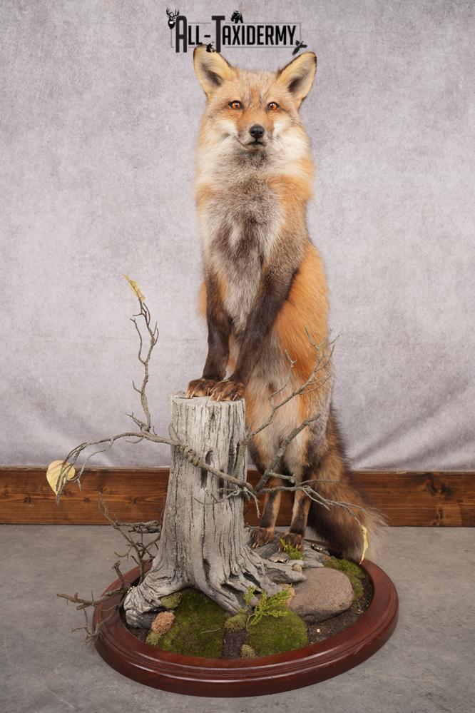 Fox Mounts - Buy Fox Mounts Online